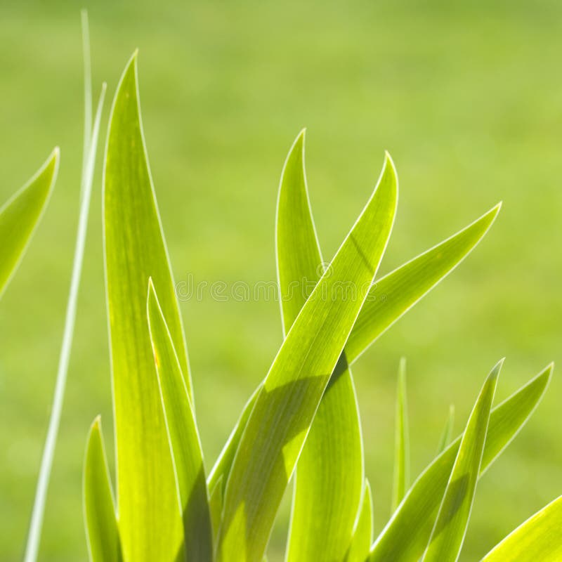 Sharp Leaves Picture. Image: 4889841