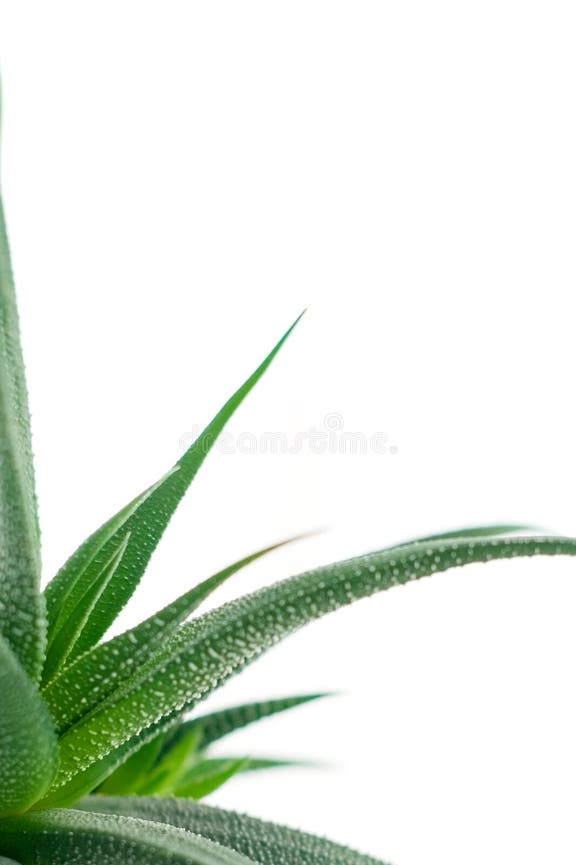 Sharp leaves stock image. Image of desert, heal, clipping - 8143655