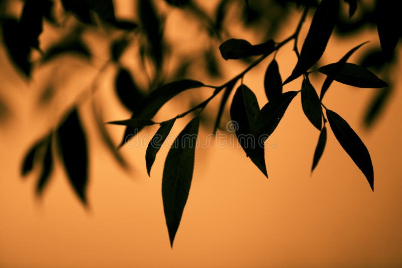 Sharp Leaves of a Tree on an Orange Background Stock Image - Image of ...