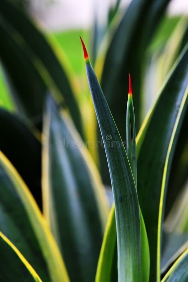 Sharp leaves in the garden stock image. Image of abstract - 156456279