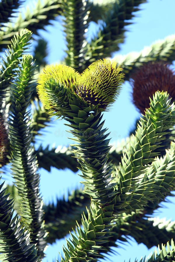 Sharp Leaves and Young Cones of Monkey Puzzle Tree, the Endangered ...