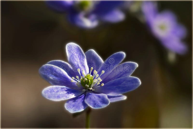 Sharp-lobed Hepatica Hepatica Acutiloba Bloom, Ontario, Canada Stock ...