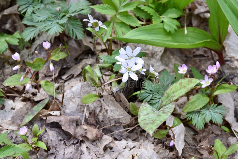 Sharp-lobed Hepatica (Hepatica Acutiloba) Flowers in Bloom Along Hiking ...