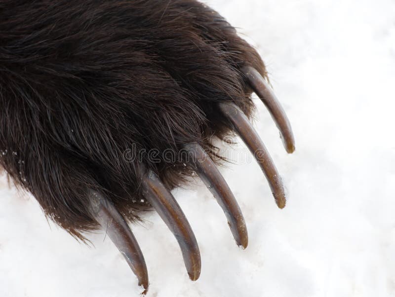 477 Long Sharp Claws Stock Photos - Free & Royalty-Free Stock Photos ...