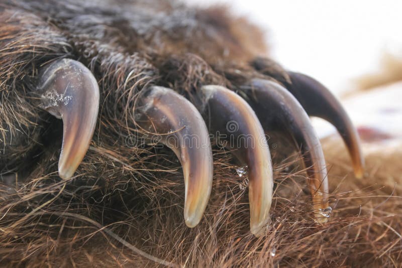 Sharp Long Claws on the Front Lamp of a Brown Bear Stock Image - Image ...