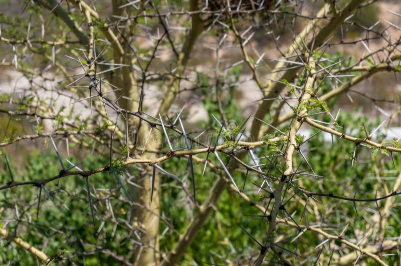 Sharp Acacia Thorns stock photo. Image of sharp, spring - 7447560
