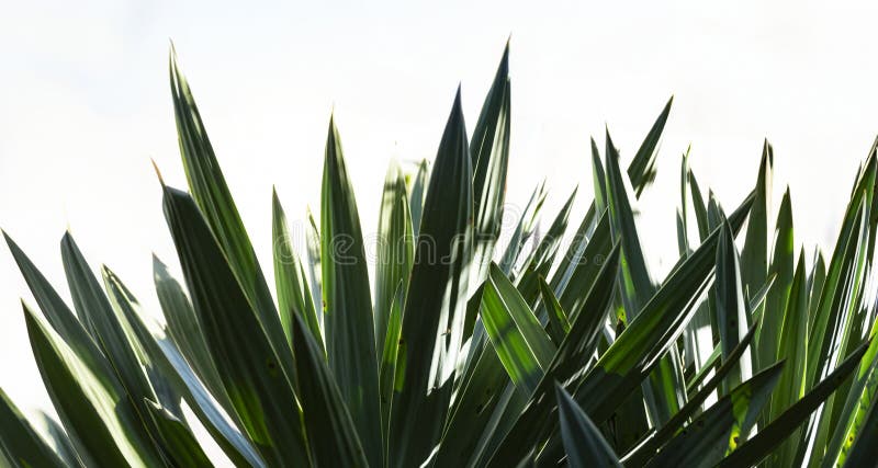 Sharp Long Yucca Leaves on a White Background Stock Image - Image of ...
