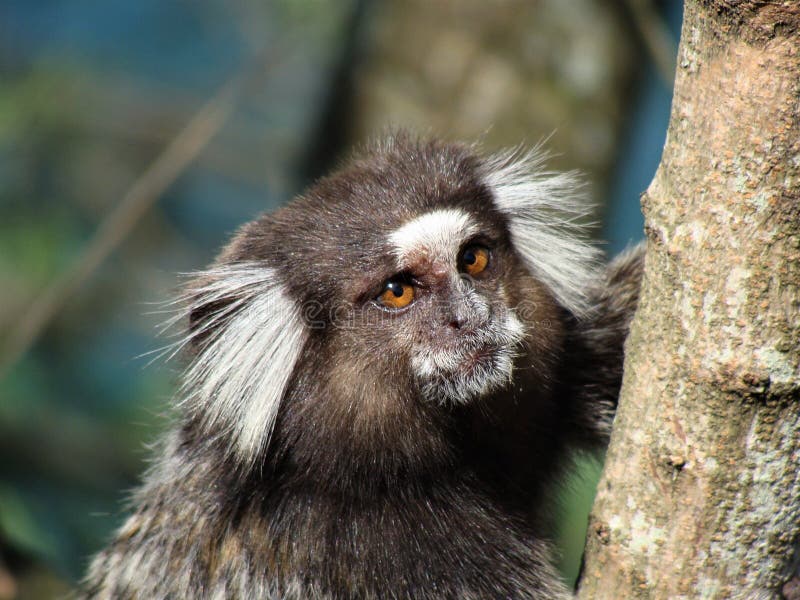 Sharp and attentive look stock image. Image of animal - 211884523