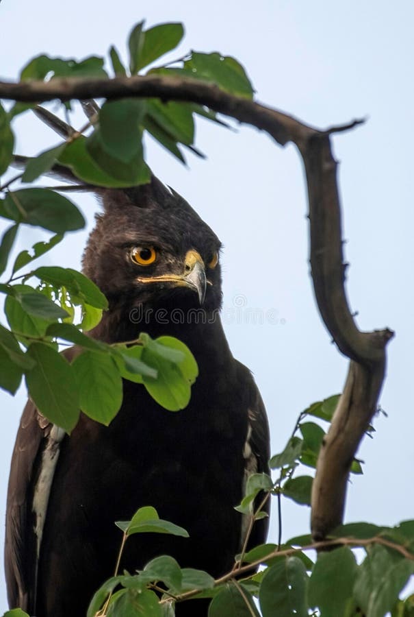 Sharp Looking Crested Eagle Portrait Stock Image - Image of bird ...