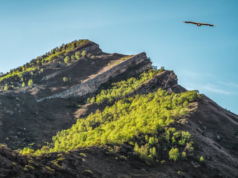 Sharp Mountain Peaks Covered with Green Forest Against the Blue Sky ...