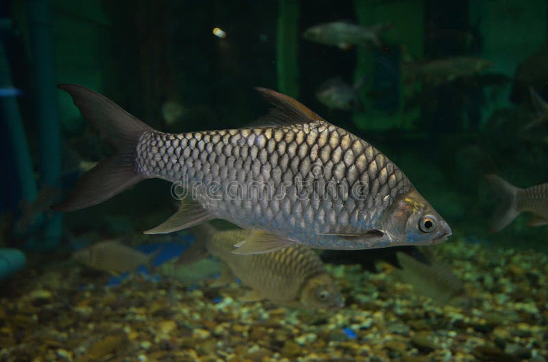 Sharp-mouth barb stock photo. Image of clipping, fresh - 65275300