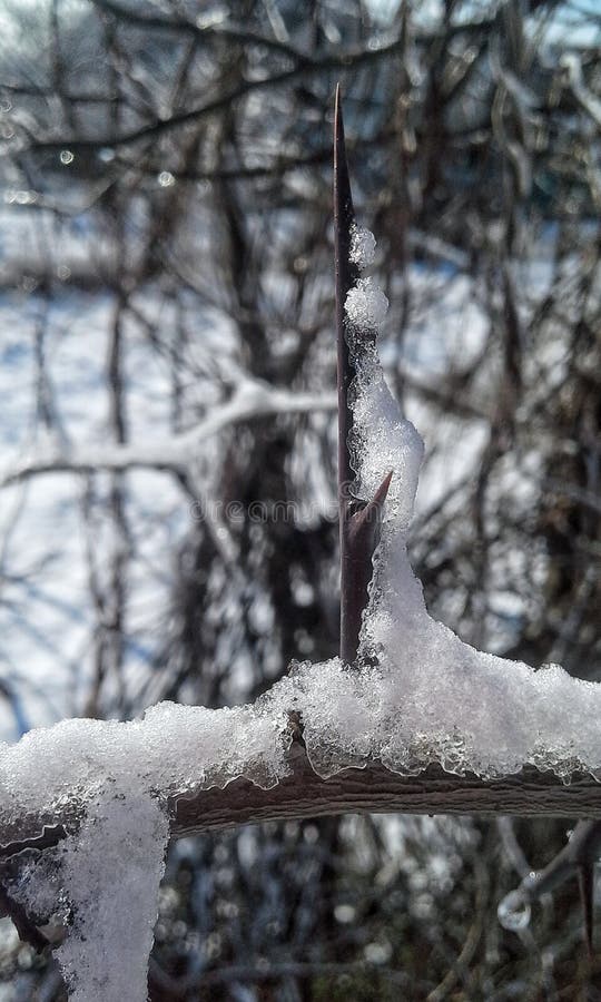 Sharp needle stock photo. Image of sunnyday, tree, snow - 111307358