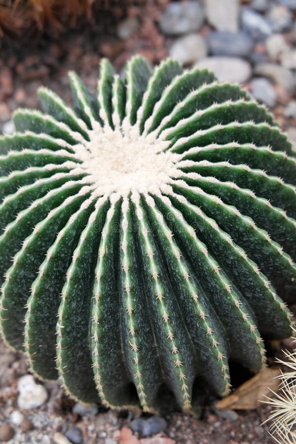 Sharp Needled Cactus Picture. Image: 1298587