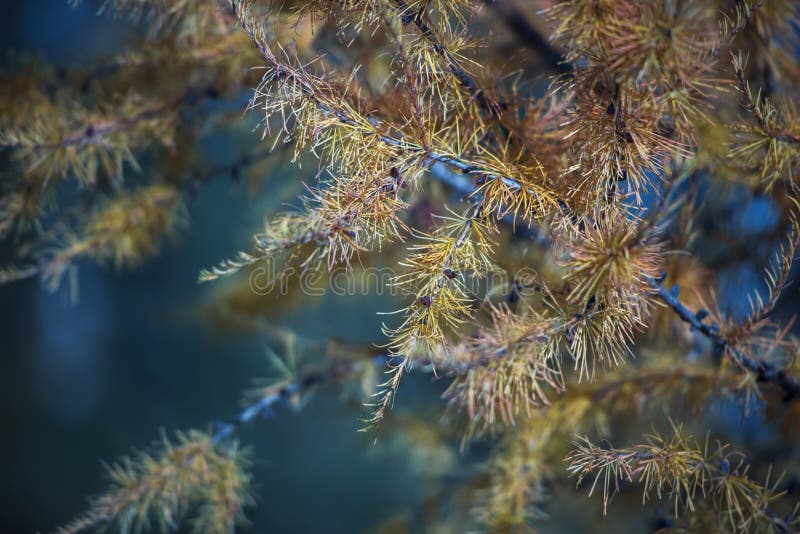 Sharp needles yellow tree stock image. Image of autumn - 94080535