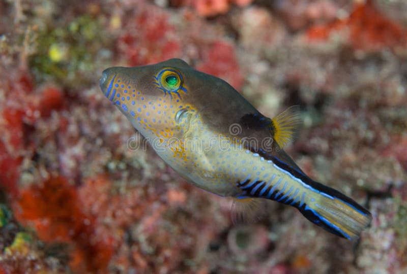 Sharp Nose Puffer on a Reef. Stock Image - Image of reef, ichthyology ...