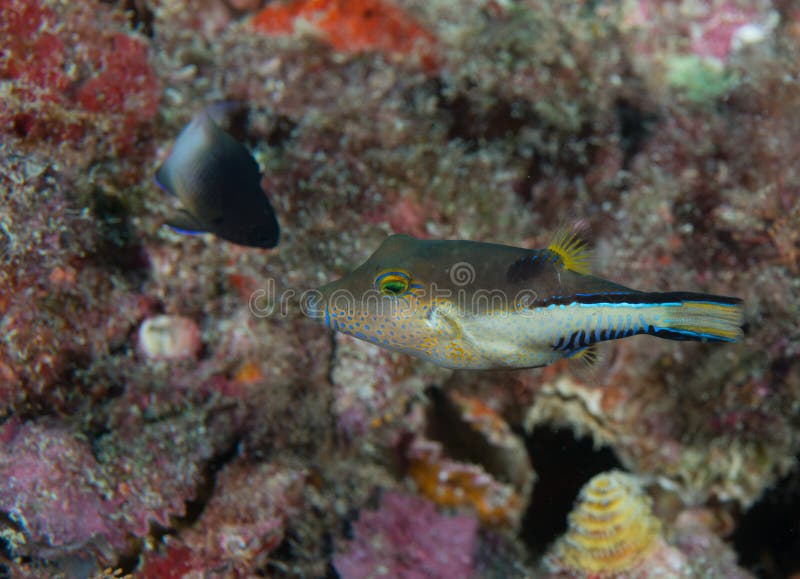 Sharp Nose Puffer on a Reef. Stock Image - Image of polyps, ichthyology ...