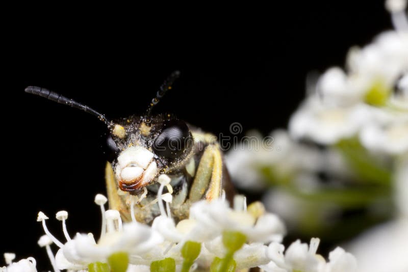 Sharp-nosed bee stock image. Image of closeup, honey - 11939991