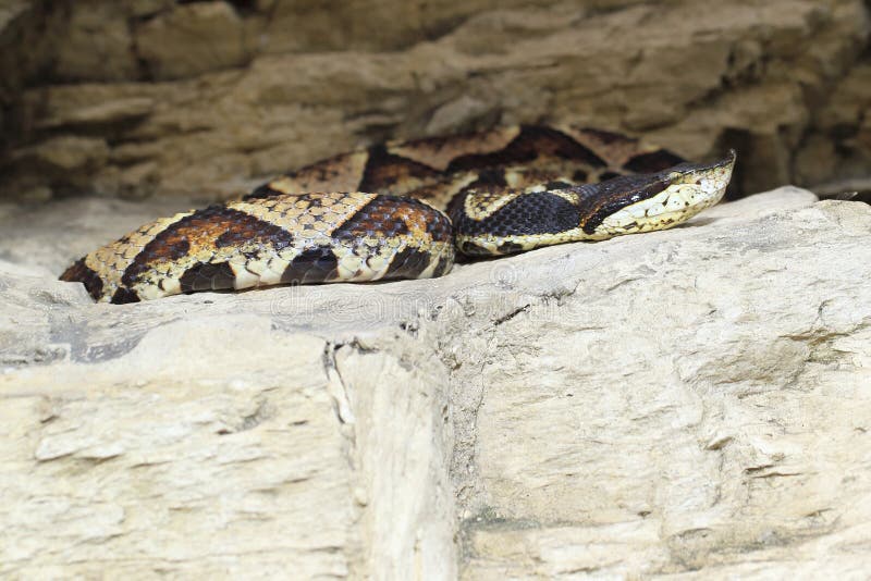 Sharp-nosed viper stock image. Image of pace, asian - 265633521