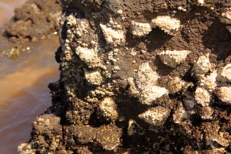 Sharp Oysters Attached To Sea Rocks Close-up Stock Photo - Image of ...