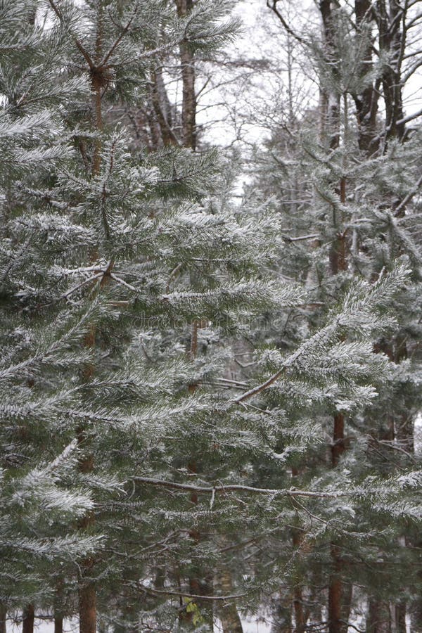 Sharp Pine Needles with Snow Stock Photo - Image of frozen, covered ...