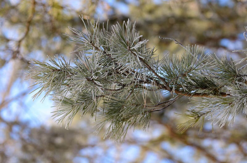 Sharp Pine Tree Needles in Snow Stock Photo - Image of leaf, thorns ...