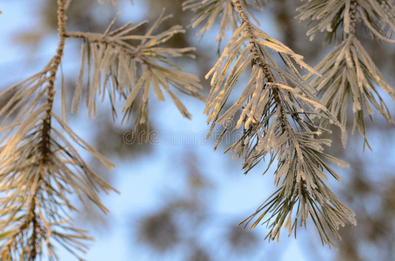 Sharp Pine Tree Needles in Snow Stock Image - Image of plant, snow ...