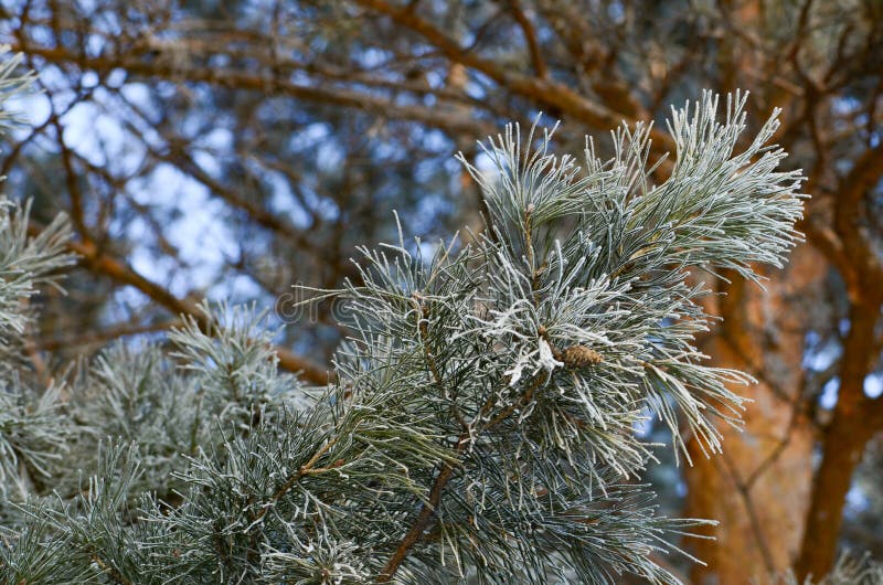 Sharp Pine Tree Needles in Snow Stock Photo - Image of twig, forest ...