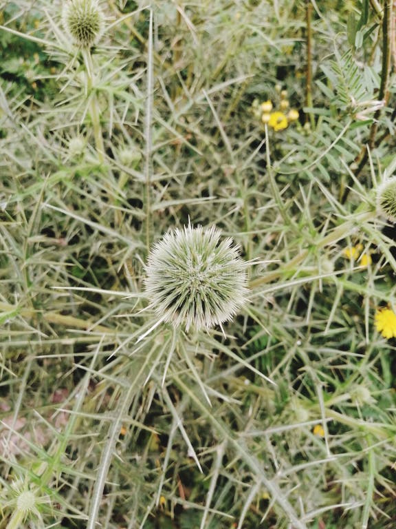 Sharp plants in a garden stock image. Image of nature - 241263445