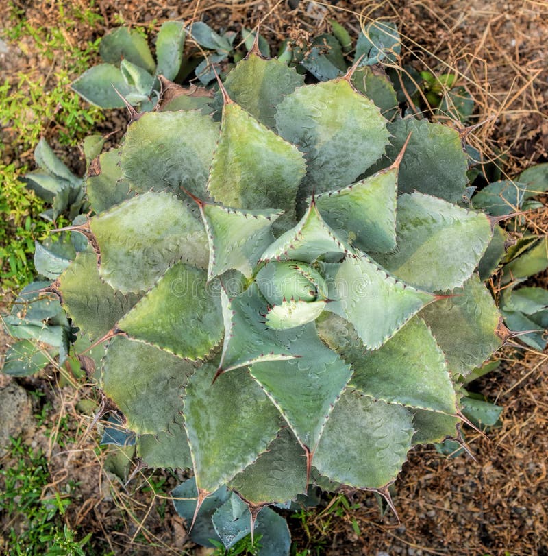 Sharp pointed agave leaves stock image. Image of environment - 34819633