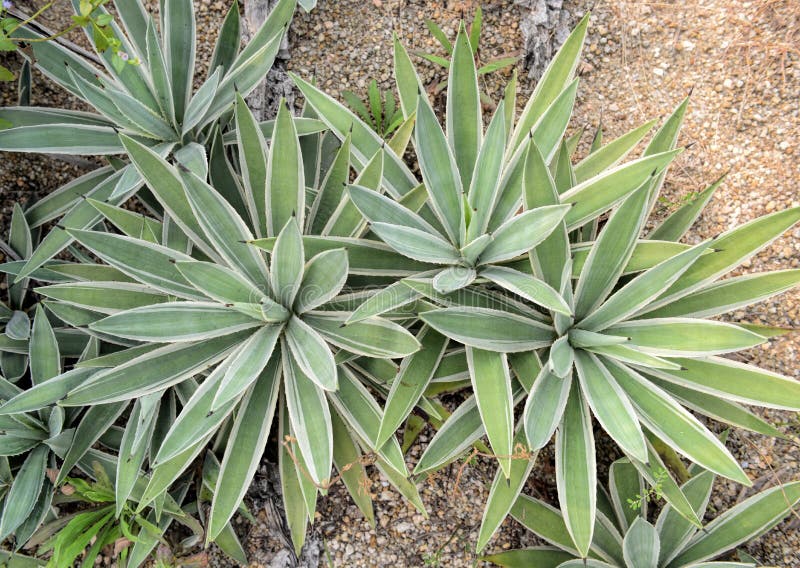 Sharp pointed agave leaves stock image. Image of leaf - 34819647