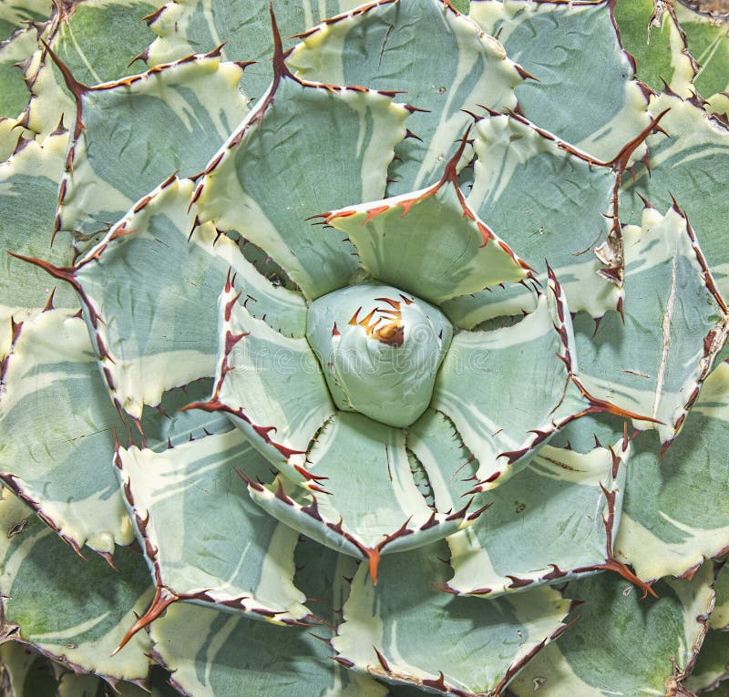 Sharp pointed agave leaves stock photo. Image of nature - 40509044