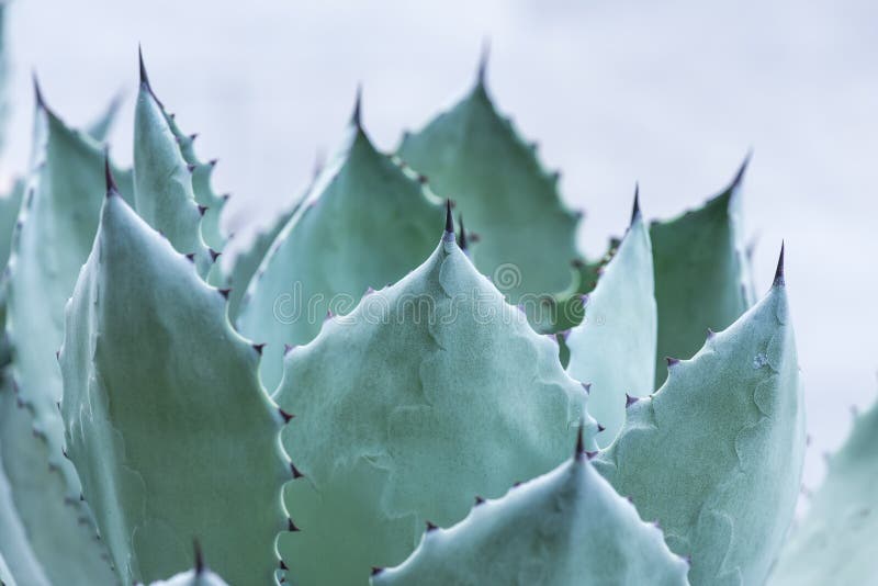 205 Sharp Pointed Agave Plant Leaves Stock Photos - Free & Royalty-Free ...
