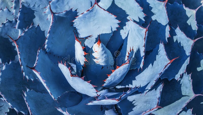 Sharp Pointed Agave Plant Leaves Stock Photo - Image of pattern ...