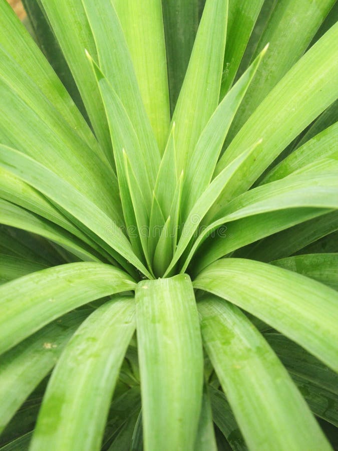 Sharp Pointed Agave Plant Leaves Bunched Together Stock Photos - Free ...