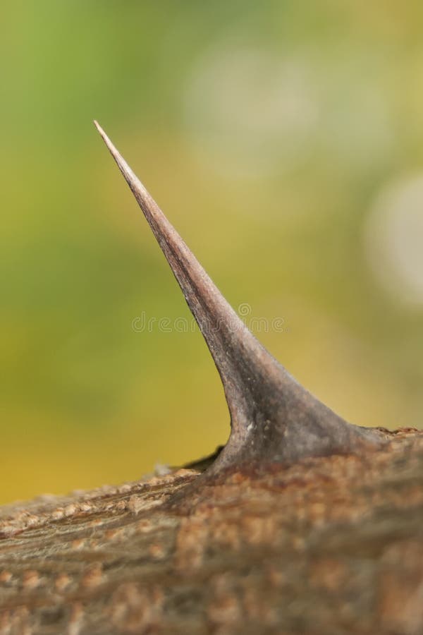The Sharp, Pointed Thorn of a Bush or Rose Bush. Stock Photo - Image of ...