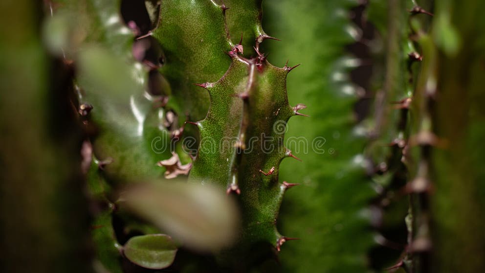 Sharp and Pointy Green Cactus Close Up Stock Image - Image of cactus ...