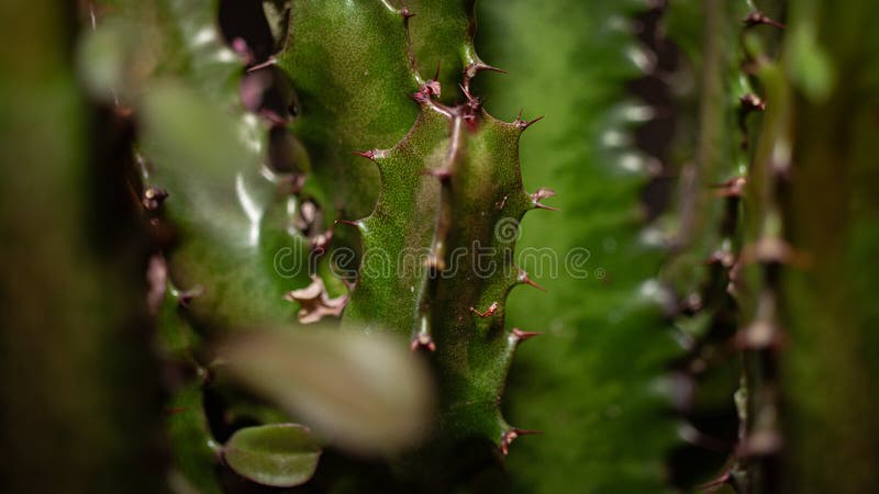 Sharp and Pointy Green Cactus Close Up Stock Photo - Image of flower ...