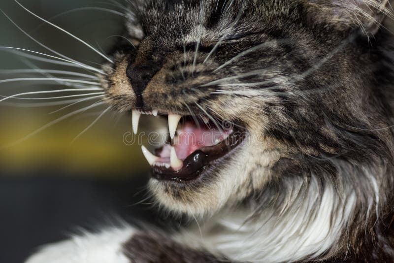 Sharp Pointy Teeth from a Maine Coone Cat Detail Stock Photo - Image of ...