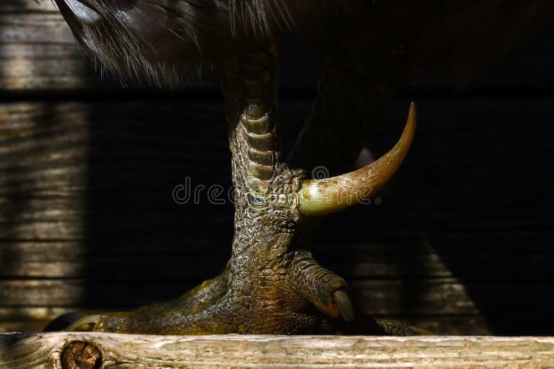 Leg of Rooster with Spurs Closeup Stock Image - Image of claw, animal ...