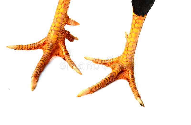 Leg of Rooster with Spurs Closeup Stock Image - Image of gallus, claw ...