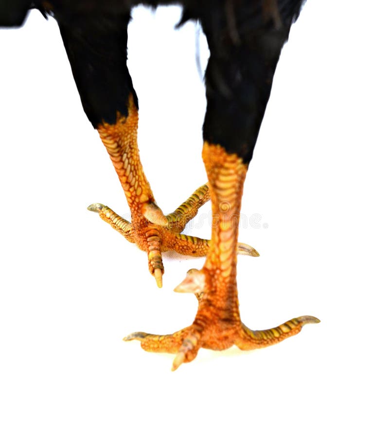 Leg of Rooster with Spurs Closeup Stock Image - Image of gallus, claw ...