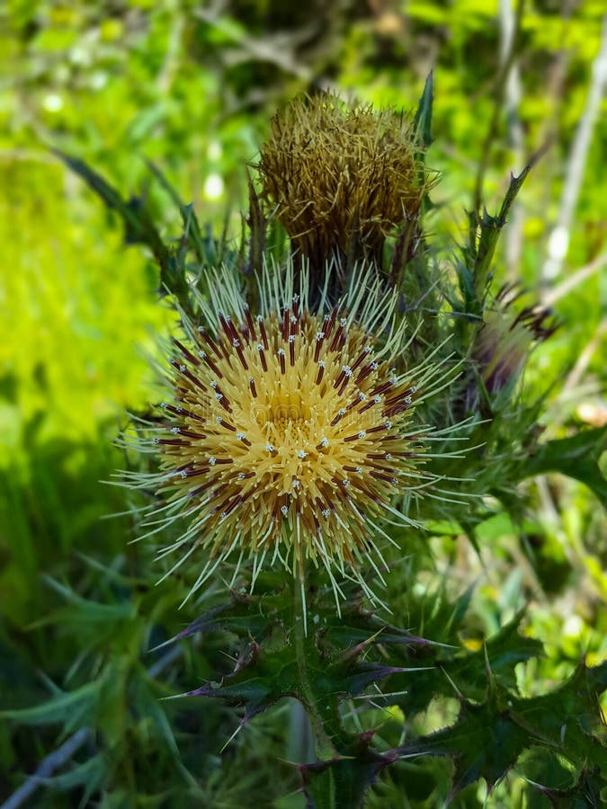 Sharp but Pretty Spear Thistle Stock Photo - Image of flowers, pretty ...