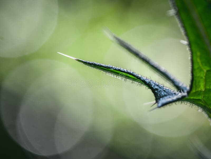 Sharp Prickle Soft Background Stock Image - Image of sharp, looking ...