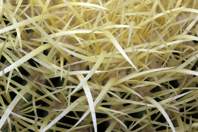Prickles stock photo. Image of plant, sharp, yellow, prickles - 29982880