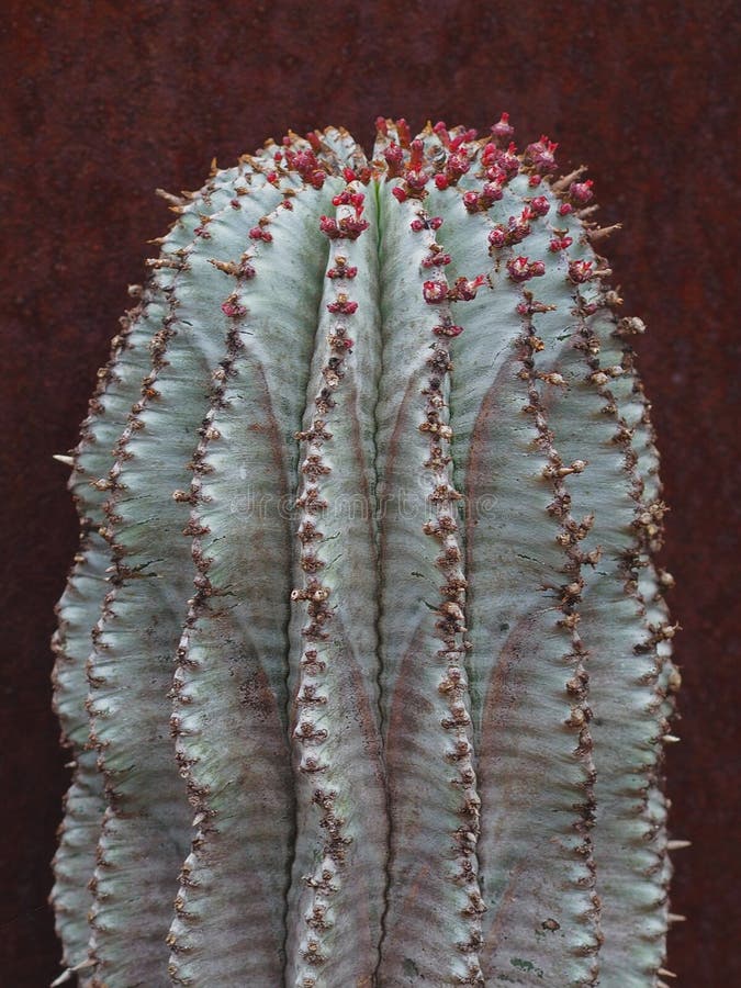 Sharp Prickly African Milk Barrel Cactus. Stock Photo - Image of ...