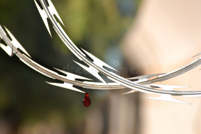 Sharp Razor Wire Fence with Drop of Blood Wall Secure Stock Photo ...