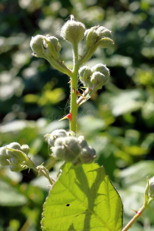Sharp Red Thorn on Blackberry Bush Stock Photo - Image of wildflower ...