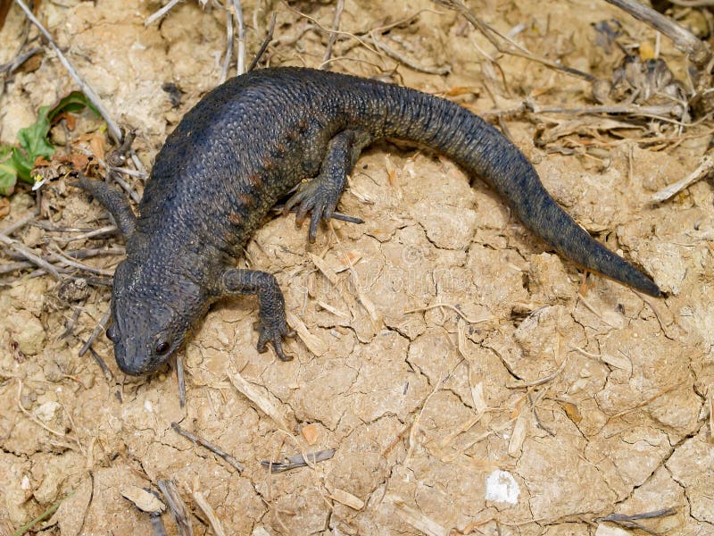 Sharp Ribbed Newt, Pleurodeles Waltl Stock Image - Image of animal ...