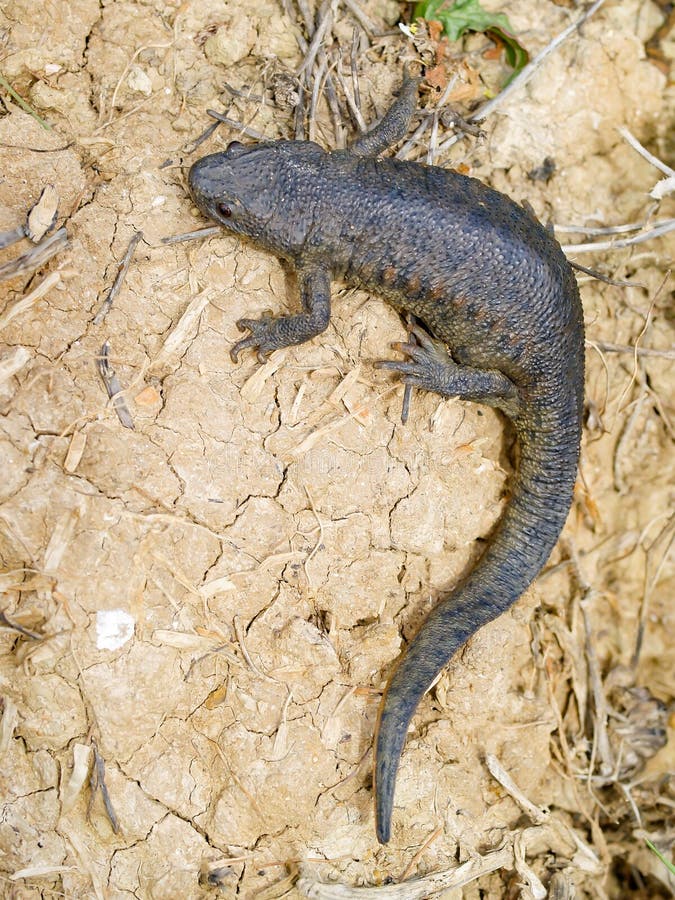 Sharp Ribbed Newt, Pleurodeles Waltl Stock Image - Image of amphibian ...