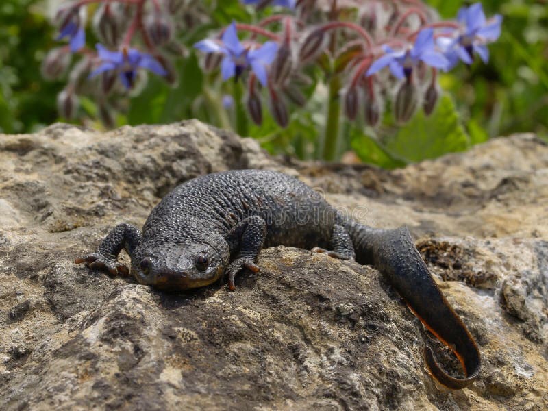Sharp Ribbed Newt, Pleurodeles Waltl Stock Photo - Image of underwater ...